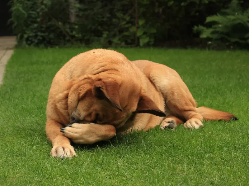 How to tell if your dog has a staph infection